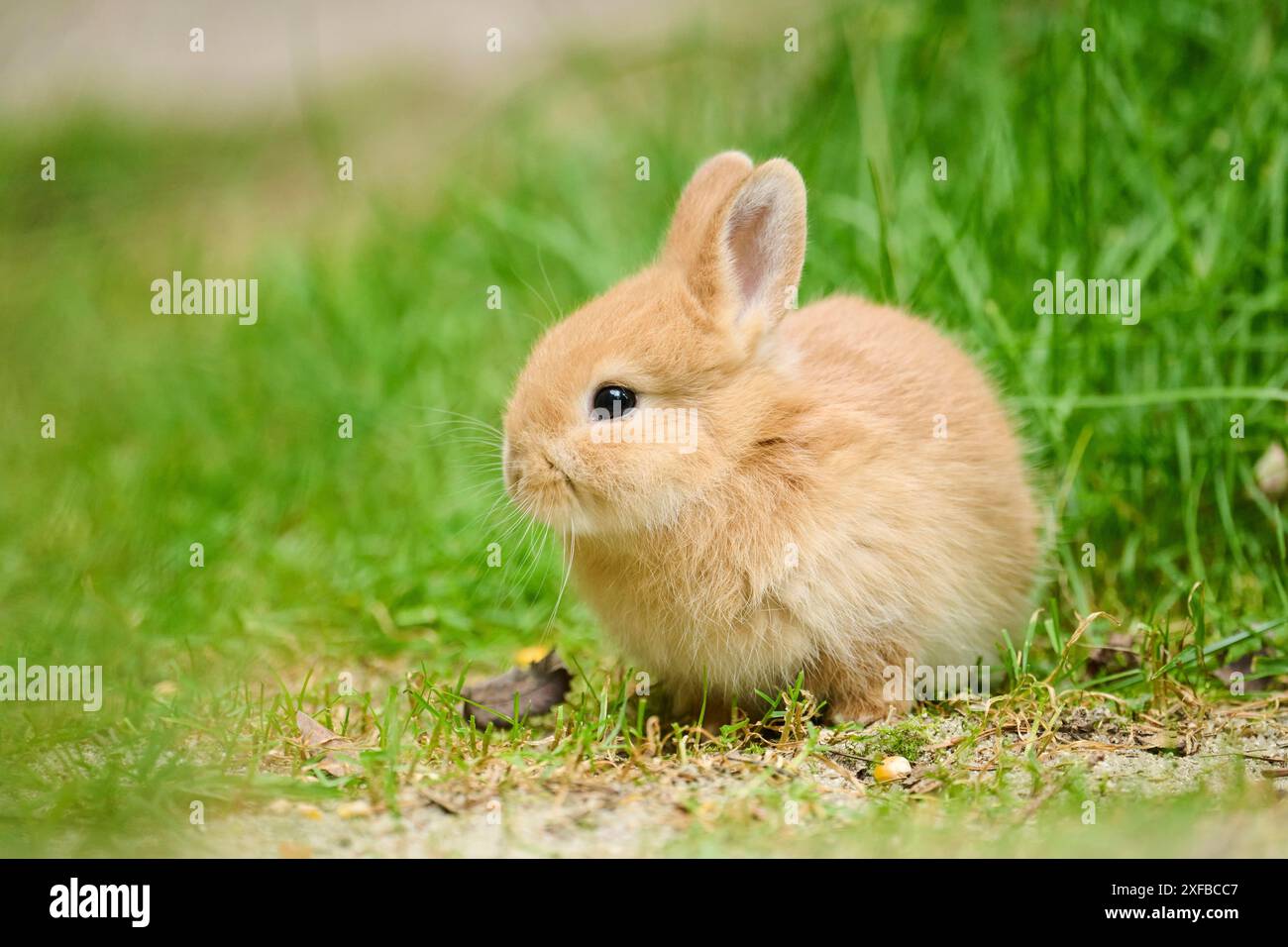 Domesticated rabbit (Oryctolagus cuniculus domesticus) cub on a meadow ...