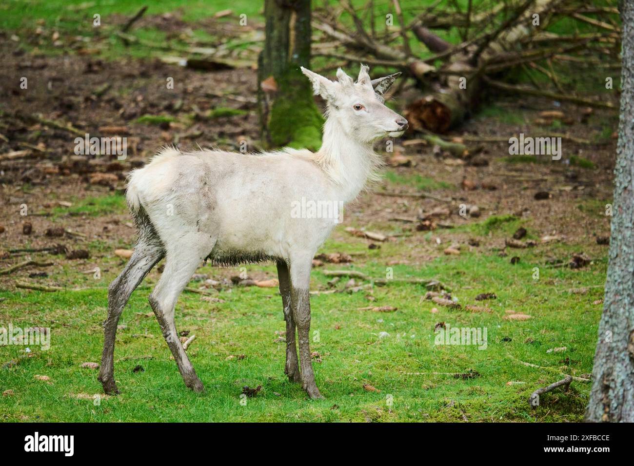 Red deer (Cervus elaphus) albino stag in a forest, Bavaria, Germany ...