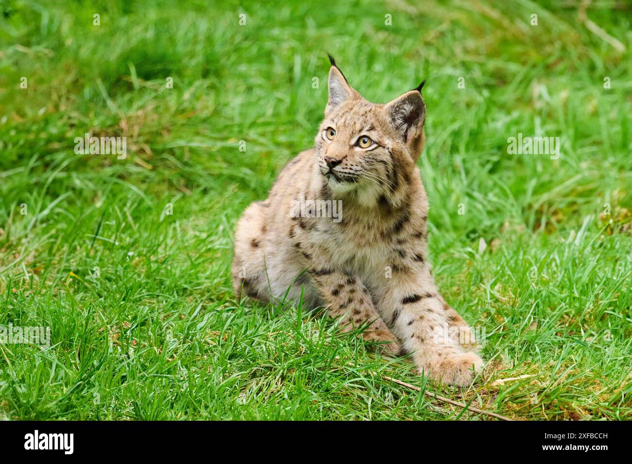 Eurasian lynx (Lynx lynx) cub sitting on a meadow, Bavaria, Germany ...