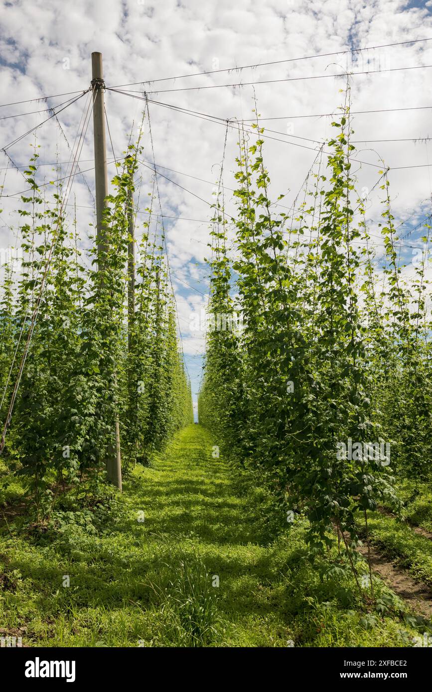 Village and hop gardens, hop growing, hop plantation, Neukirch, near ...