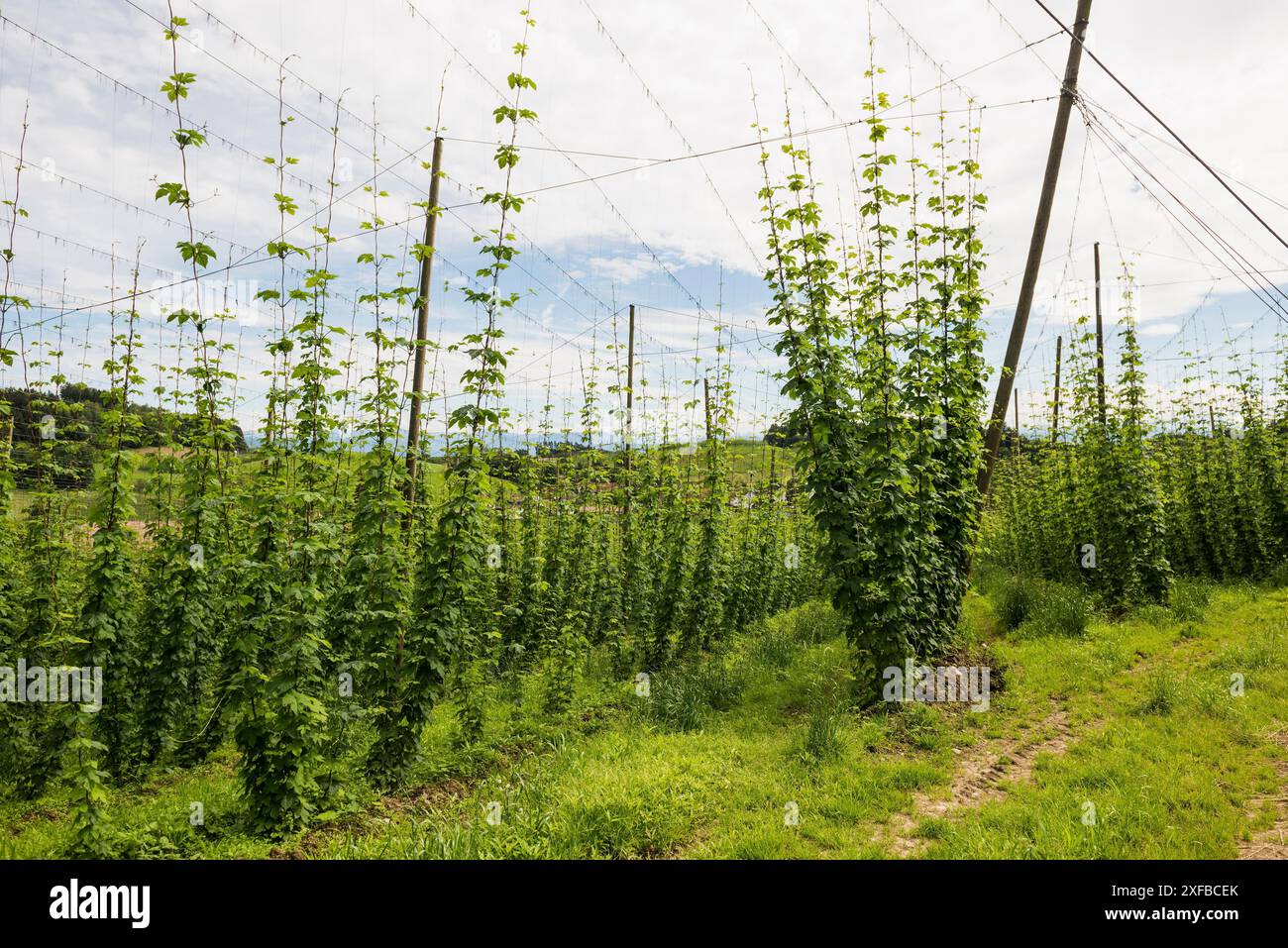 Village and hop gardens, hop growing, hop plantation, Neukirch, near ...