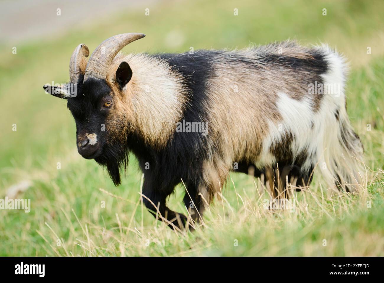 Domestic goat (Capra hircus), walking on a meadow, wildlife Park Aurach ...