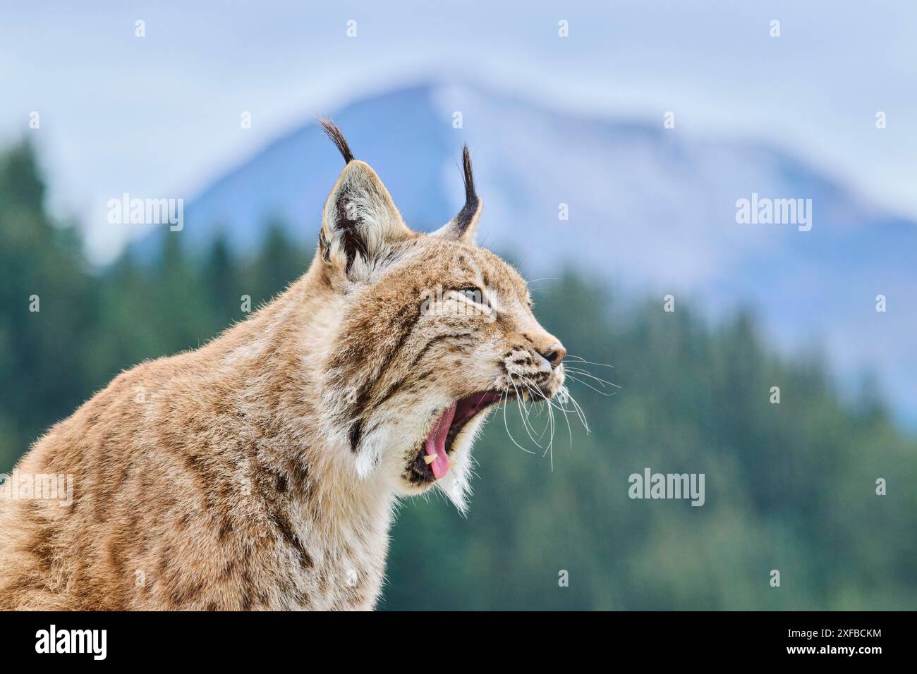 Eurasian lynx (Lynx lynx), portrait with mountains in the background ...
