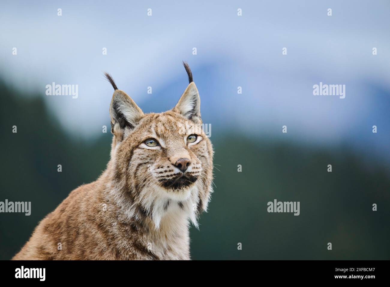 Eurasian lynx (Lynx lynx), portrait, Wildpark Aurach, Kitzbuehl, Tirol ...