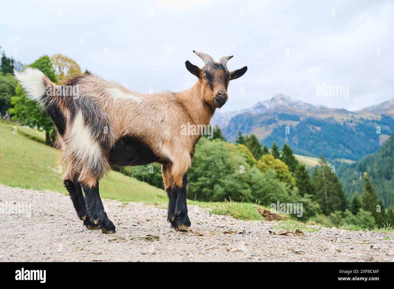 Domestic goat (Capra hircus), standing, wildlife Park Aurach near ...