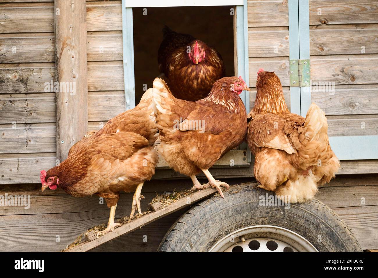 Group of brown chickens exiting a wooden coop, Chicken (Gallus ...