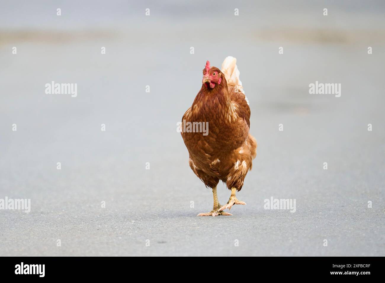 Brown chicken walking alone on a road, Chicken (Gallus domesticus ...