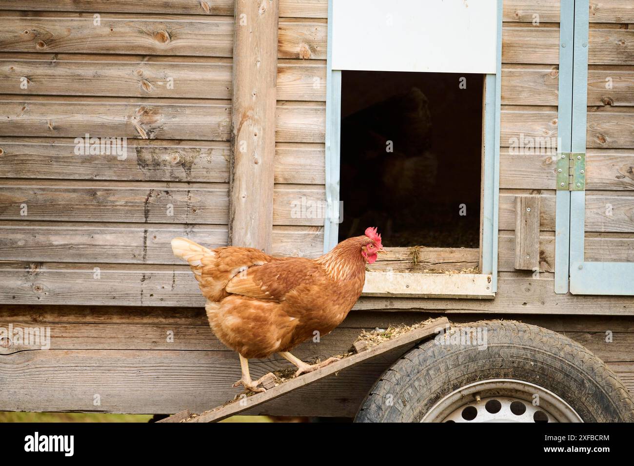 Brown chicken walking down a ramp from a wooden coop, Chicken (Gallus ...