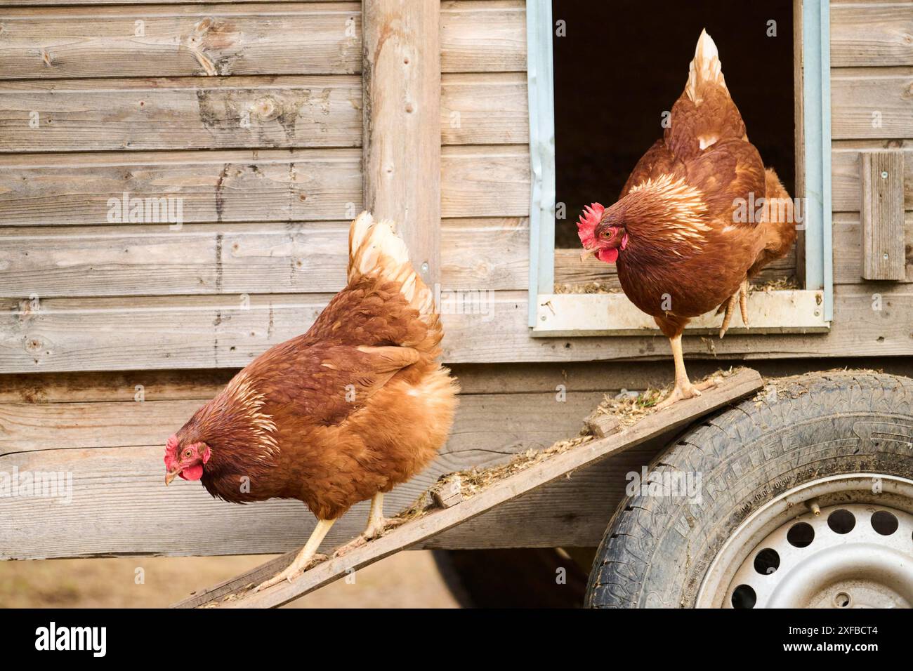 Two brown chickens walking down a ramp from a wooden coop, Chicken ...
