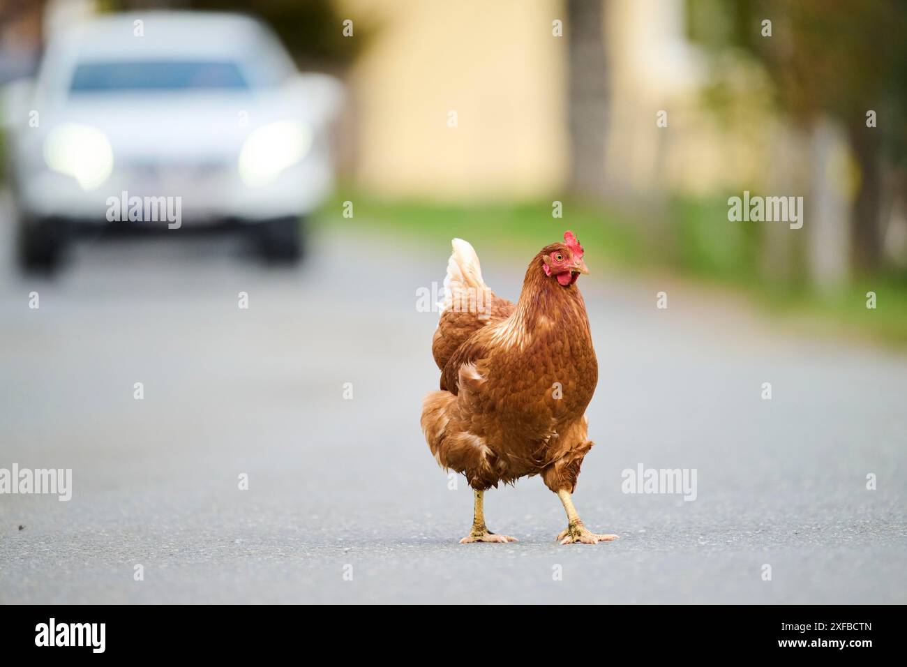 Brown chicken crossing a road with a car in the background, Chicken ...