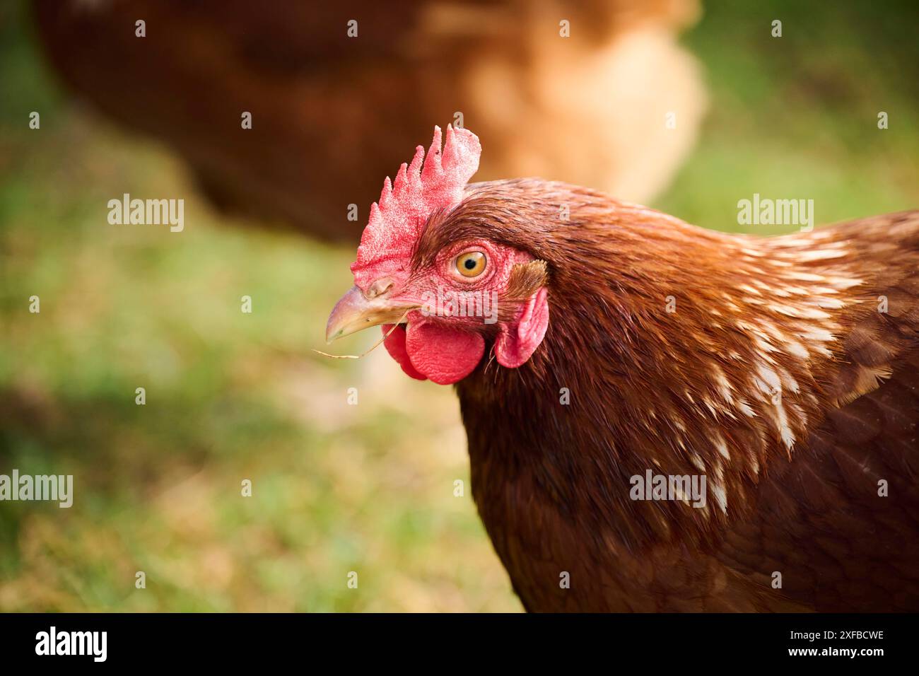 Close-up of a brown chicken's head and beak, Chicken (Gallus domesticus ...
