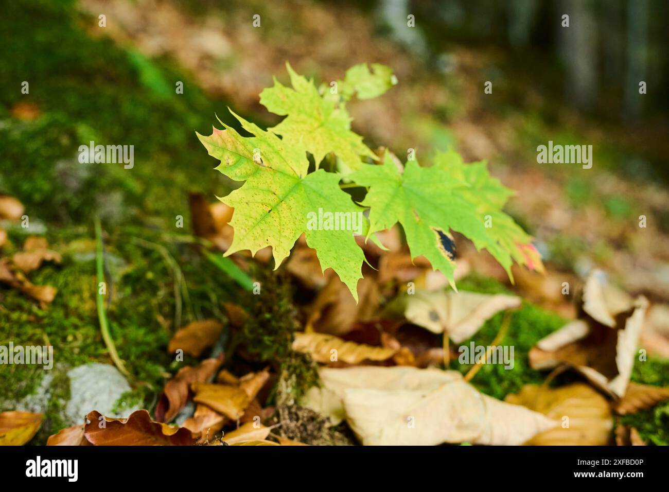 Young Norway maple (Acer platanoides) tree in autumn colours ...