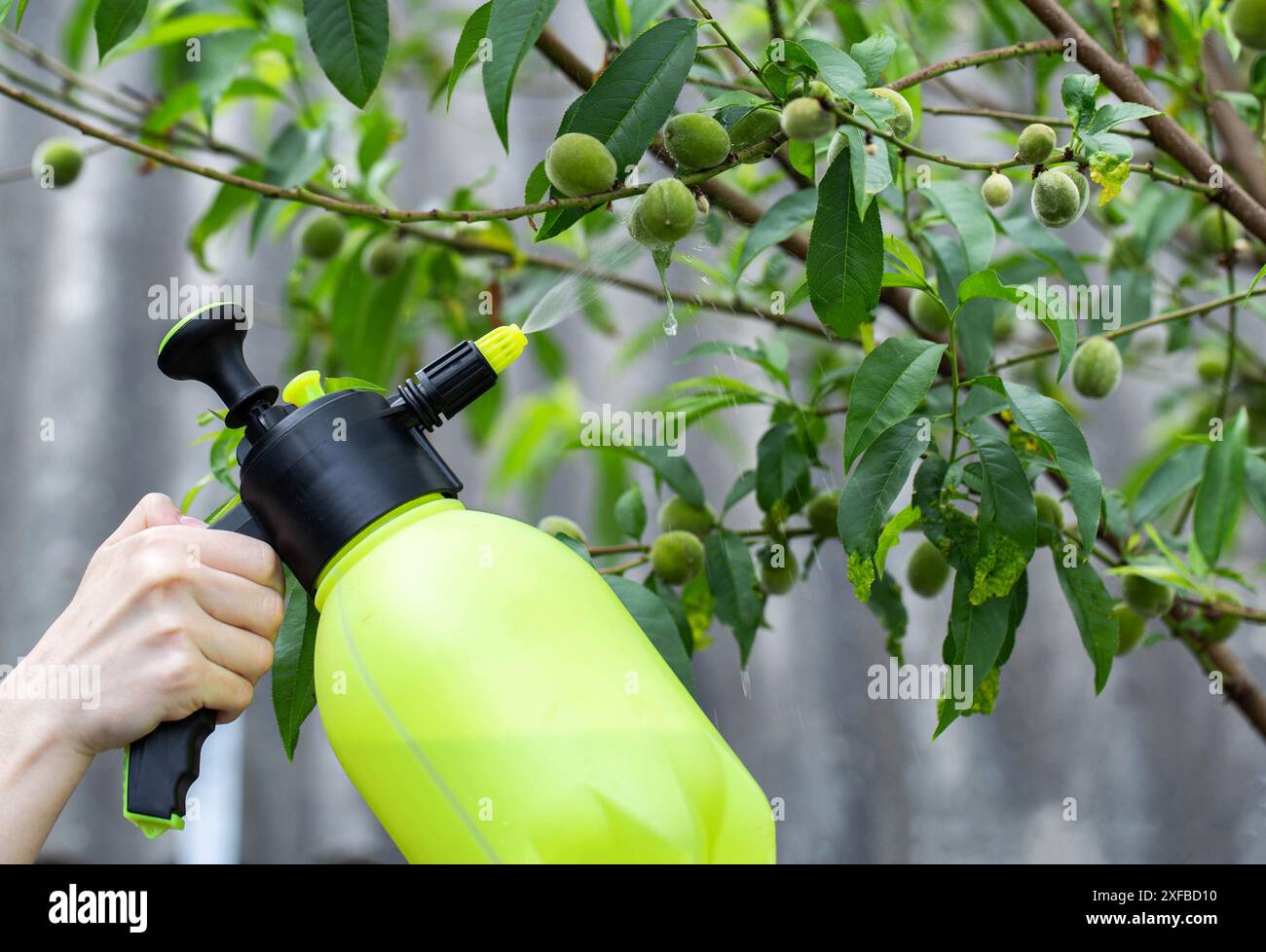 Spraying fruits on an apricot tree against pests and diseases ...