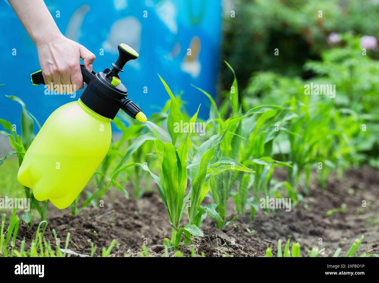 Treating corn plants with urea in the summer at the dacha. Protection ...