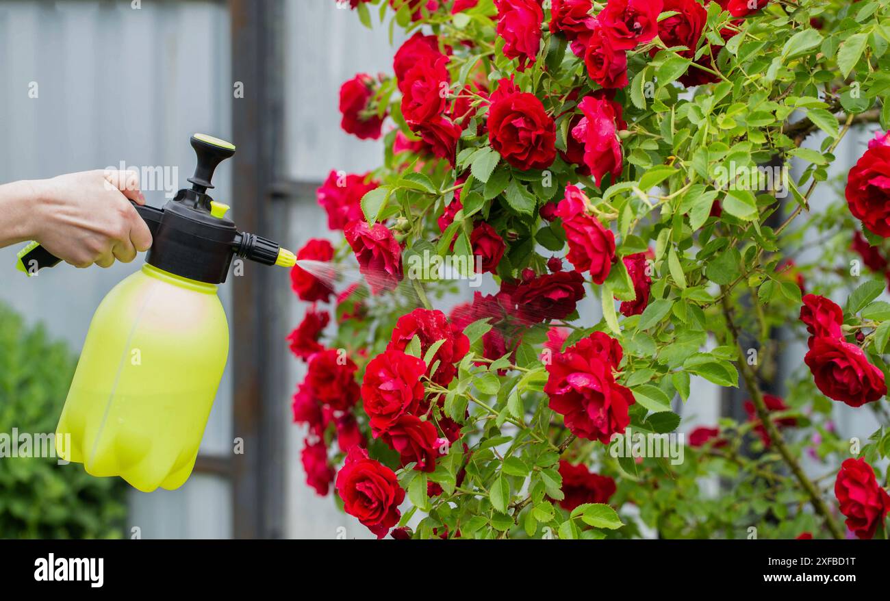 Spraying red bush roses with fungicides and fertilizer against diseases ...