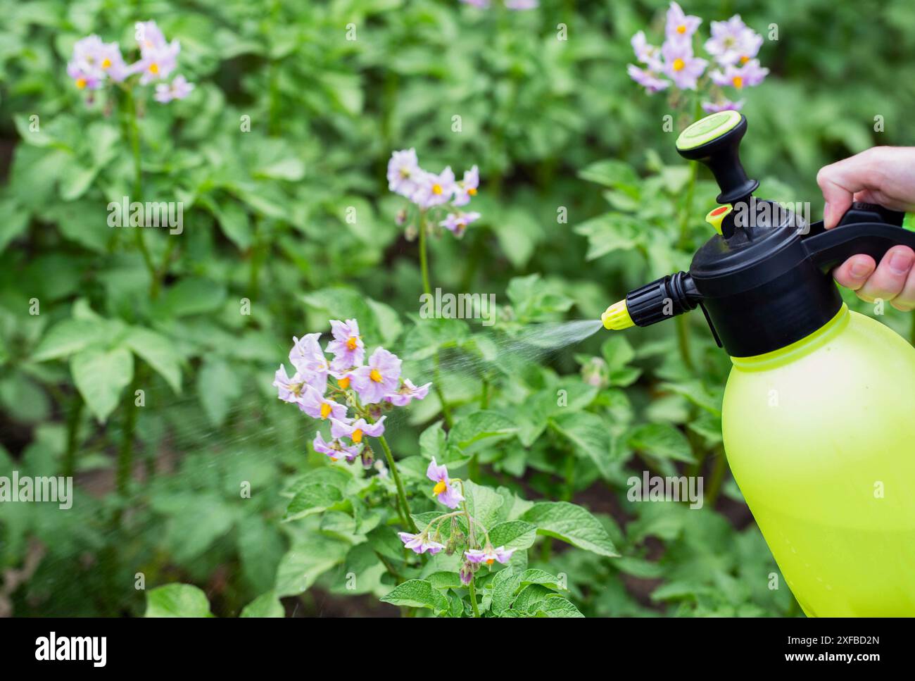 Spraying potatoes during the flowering period with a solution against ...