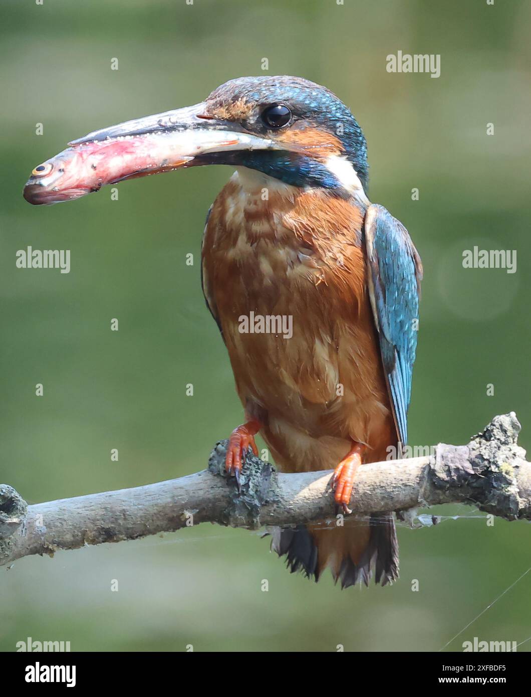 PURFLEET, United Kingdom, JUNE 11: Kingfisher with fish at RSPB Rainham ...