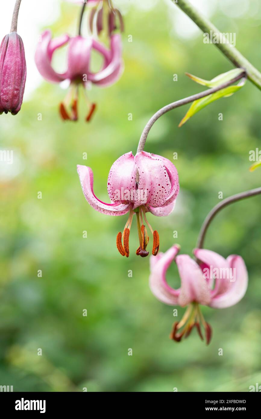 Martagon lily (Lilium martagon), in full bloom in the sunlight ...