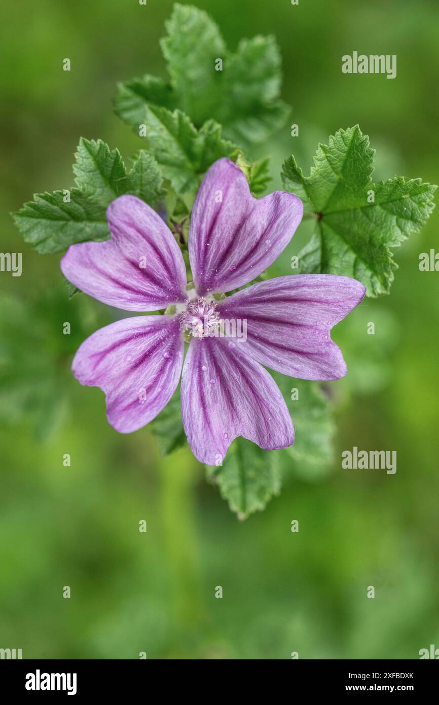 Common mallow (Malva sylvestris), Baden-Wuerttemberg, Germany Stock ...