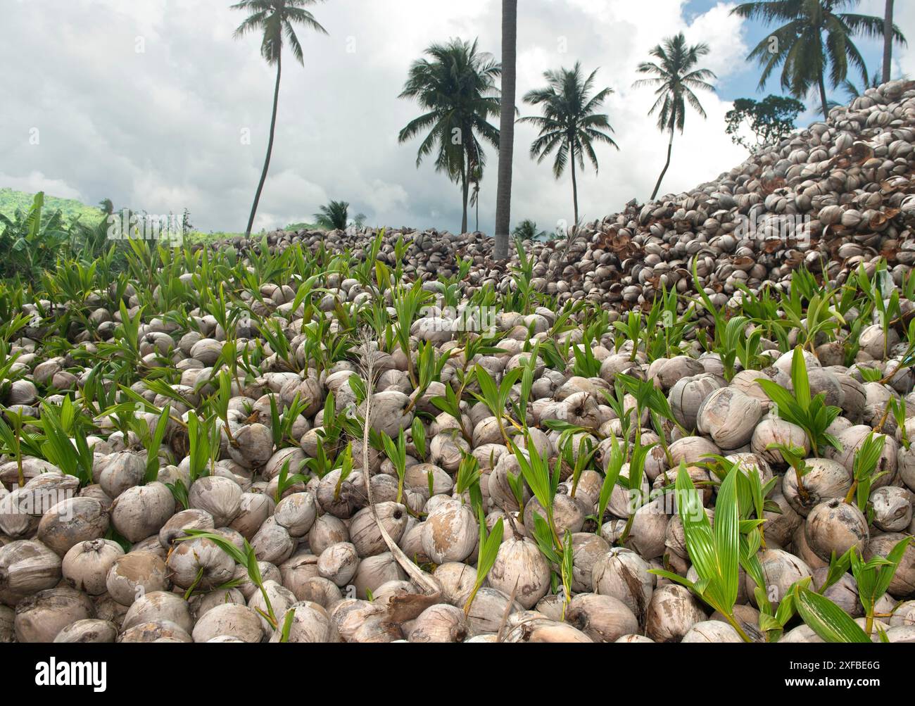 Sprouted coconuts, fruits of the coconut palm (Cocos nucifera), Koh ...