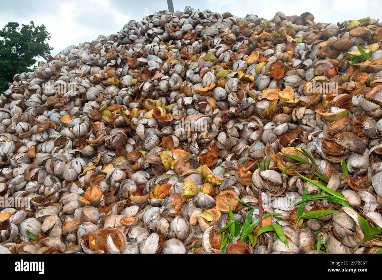 Fibre-rich husk of coconuts, fruit of the coconut palm (Cocos nucifera ...