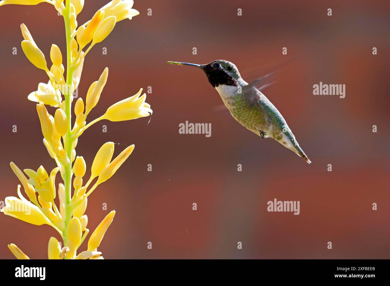 Anna's hummingbird (Calypte anna), adult, flying, on flower, foraging ...
