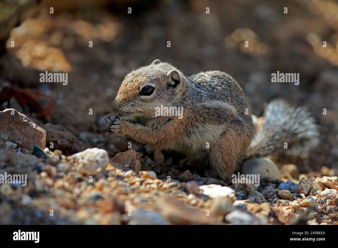 Antelope gopher, (Ammospermophilus harrisii), adult, on tree, foraging ...