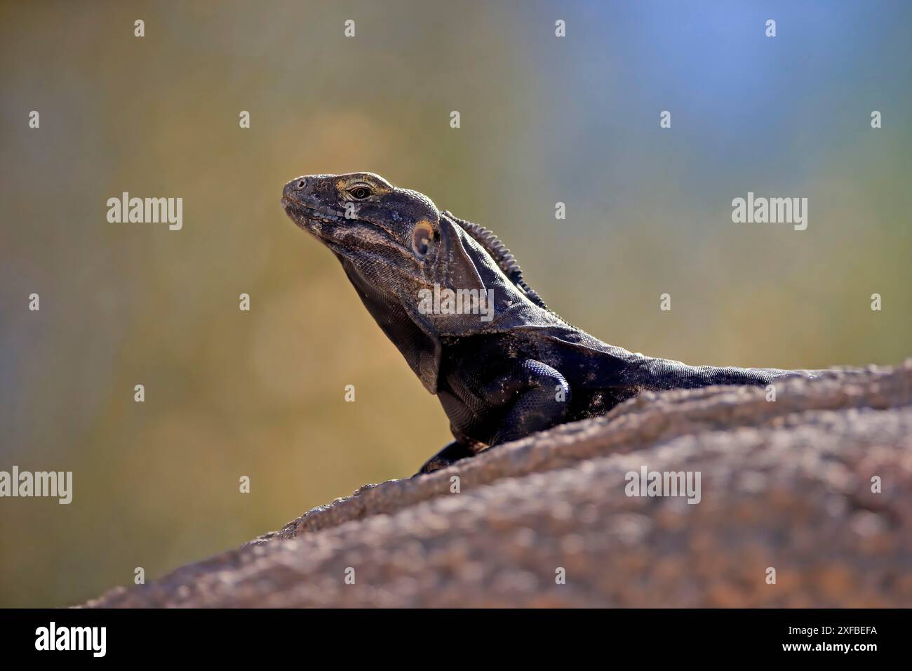 Chuckwalla, (Common Chuckwalla ater), adult, on ground, foraging ...