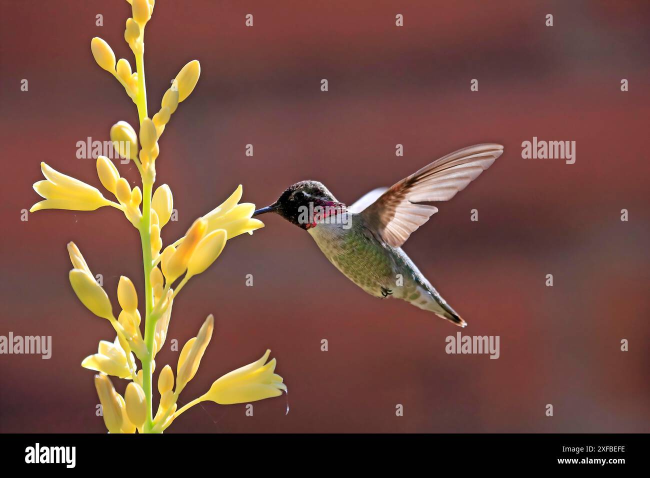 Anna's hummingbird (Calypte anna), adult, flying, on flower, foraging ...