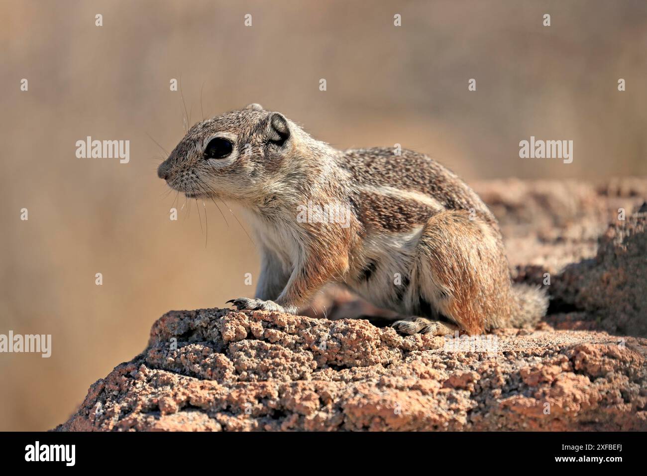 Antelope gopher, (Ammospermophilus harrisii), adult, on tree, foraging ...
