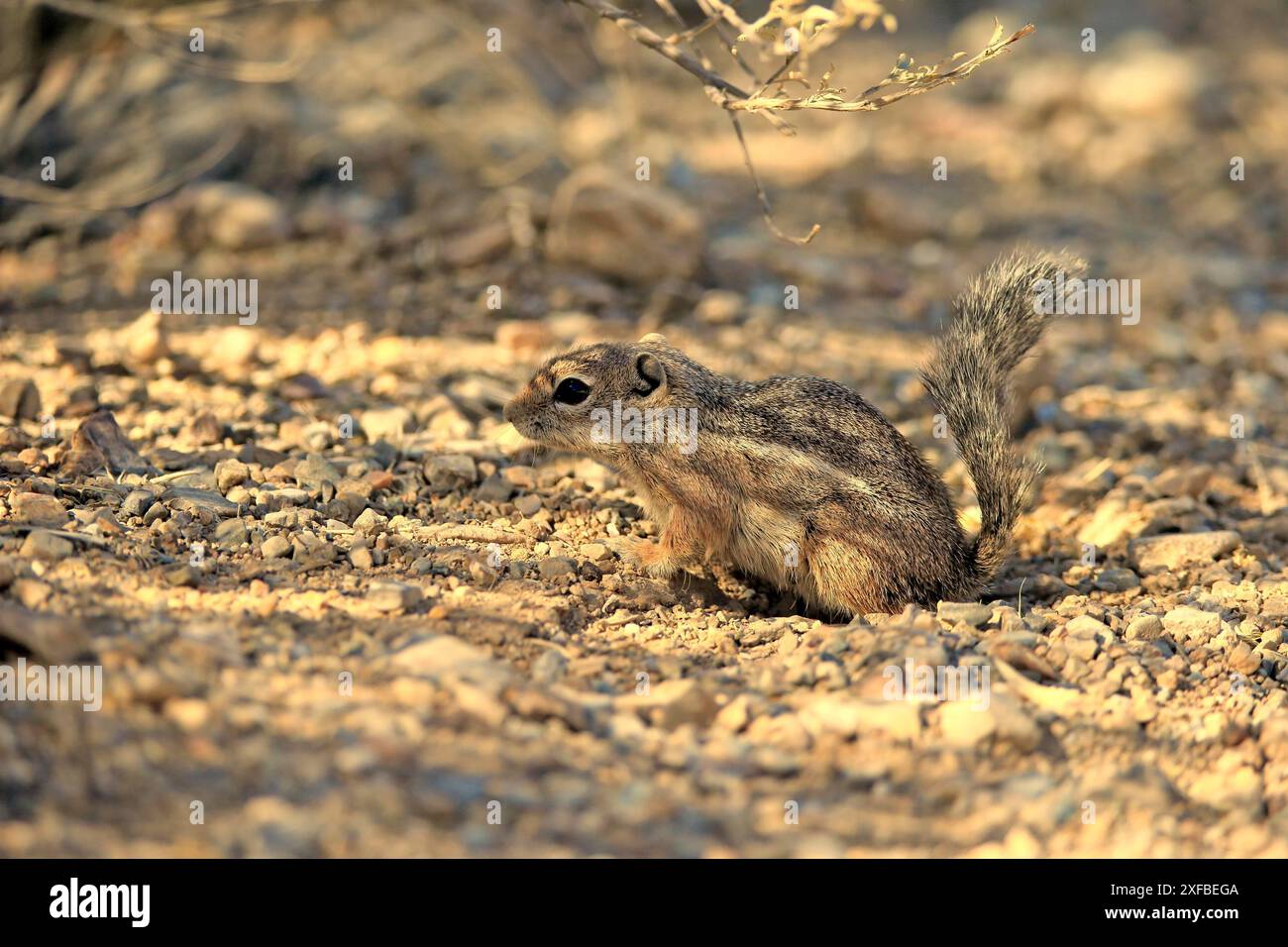 Antelope gopher, (Ammospermophilus harrisii), adult, on tree, foraging ...