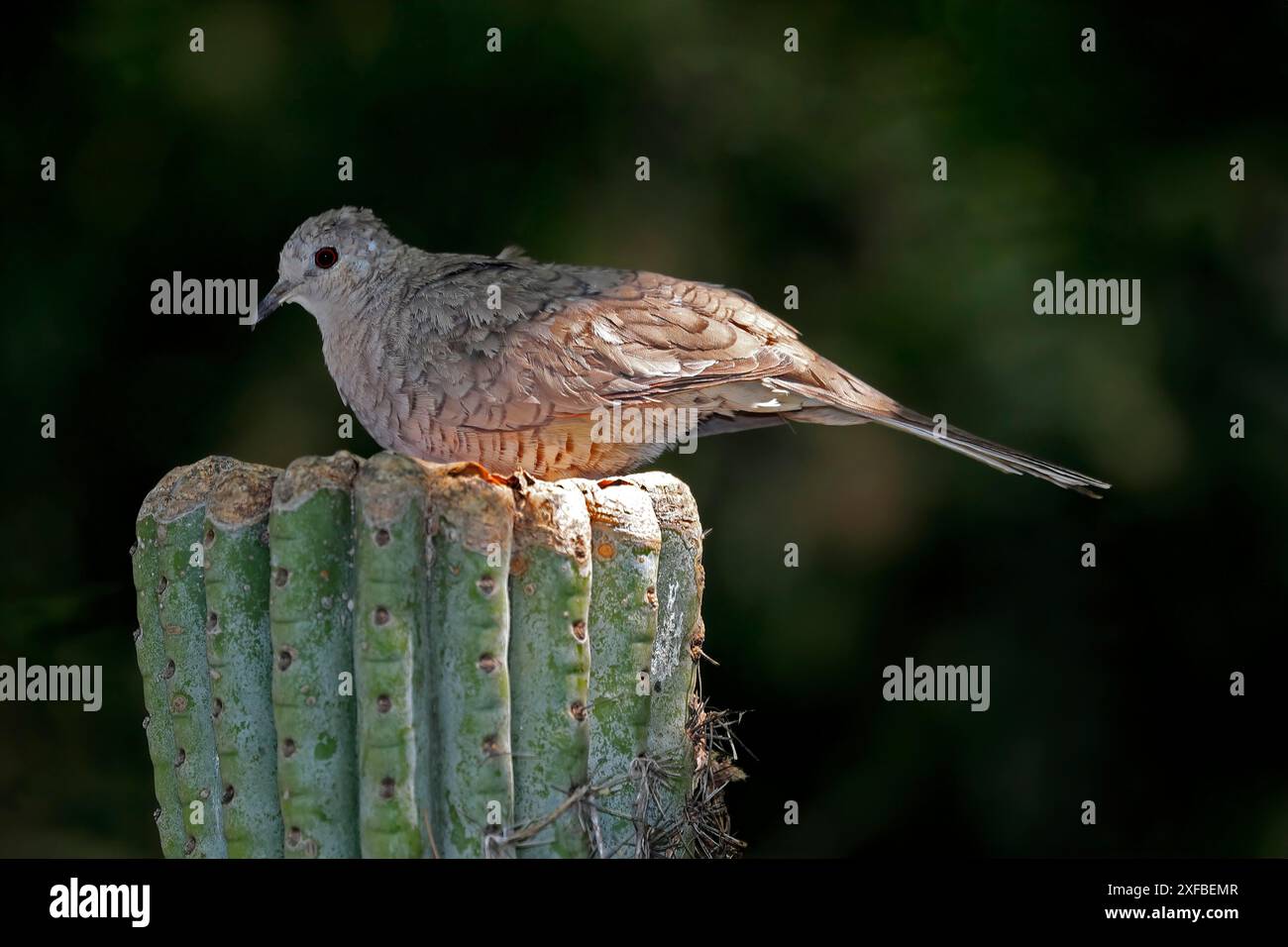 Aztec cactus hi-res stock photography and images - Alamy