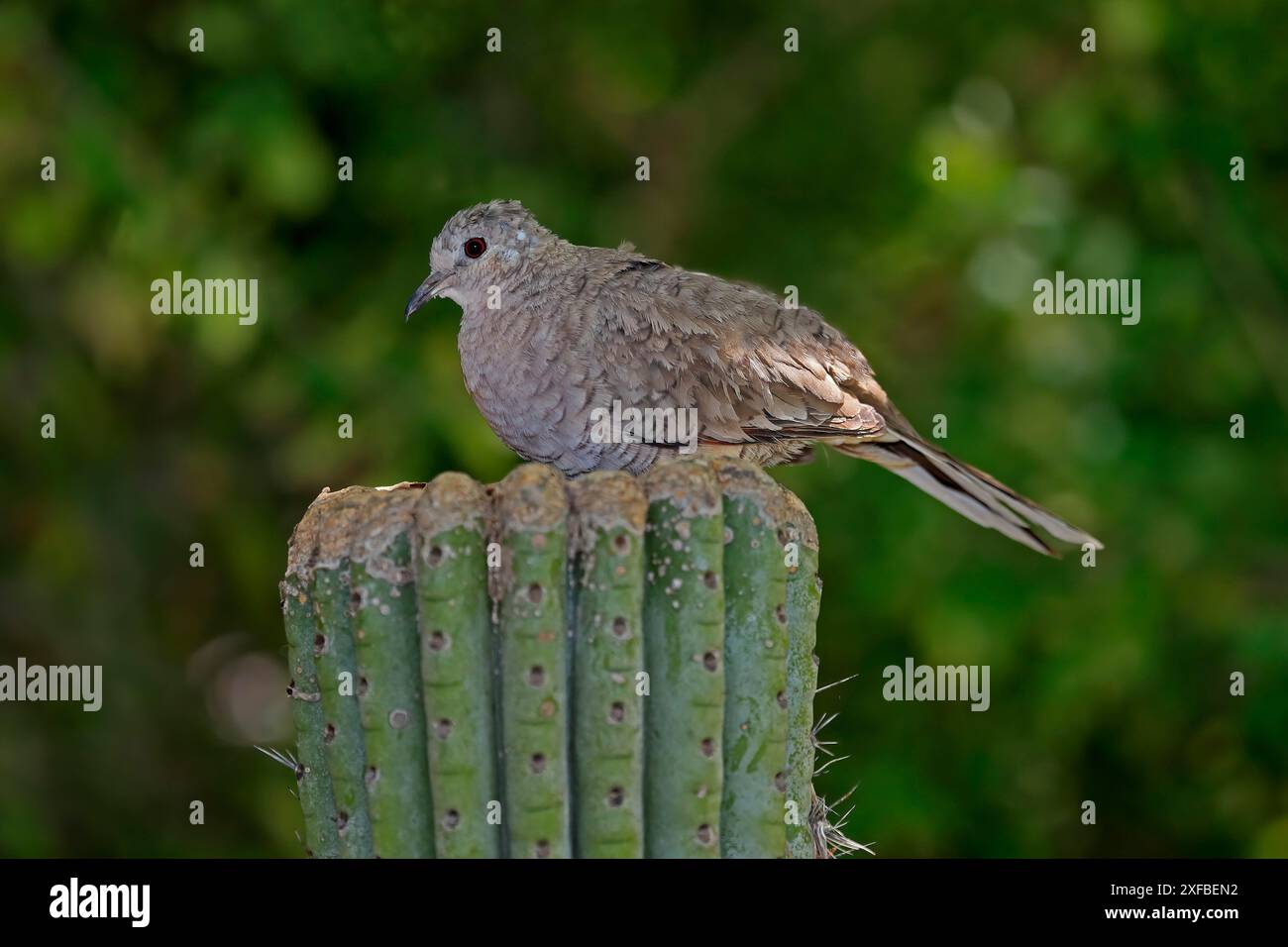 Inca dove (Columbina Inca), adult, on cactus, Sonora Desert, Arizona ...