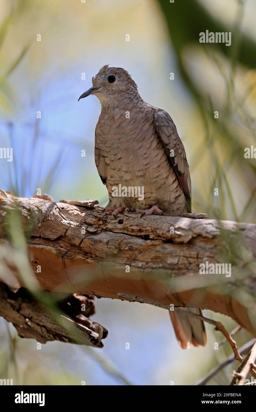 Inca dove (Columbina Inca), adult, on tree, Sonora Desert, Arizona ...