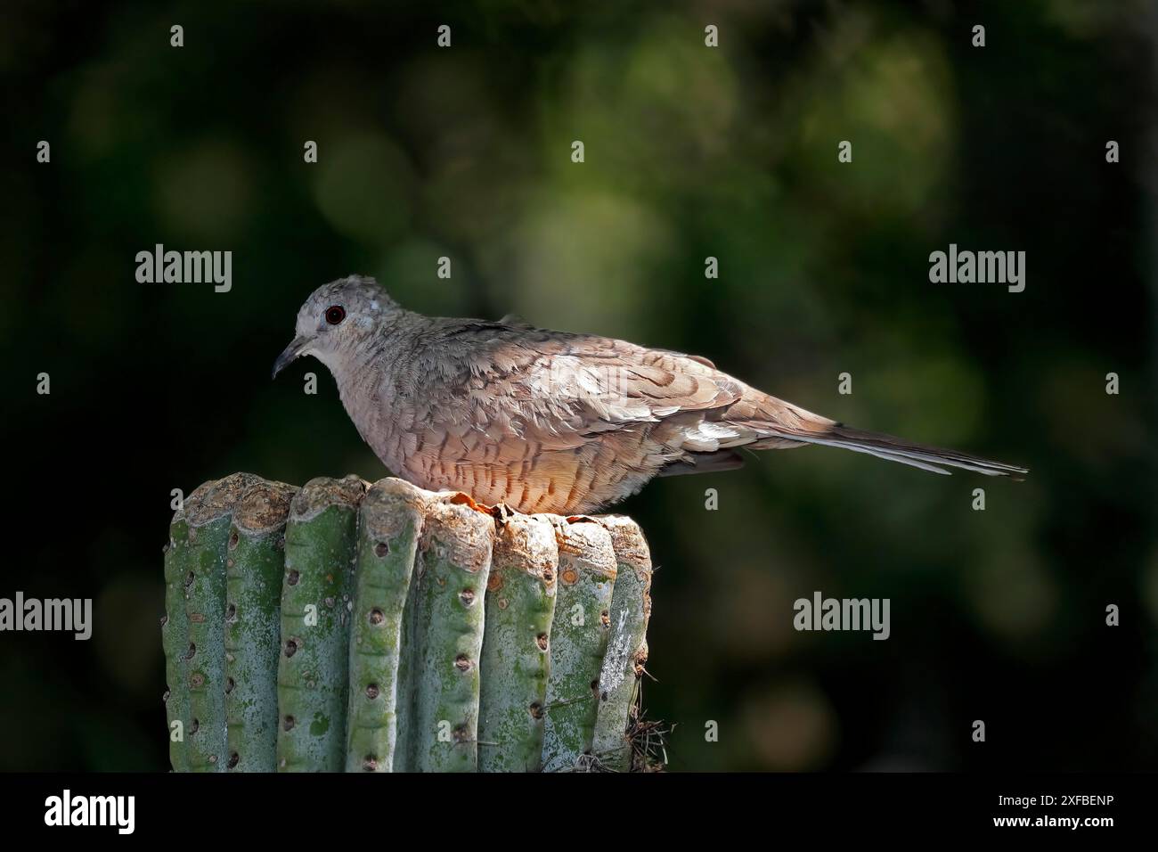 Inca dove (Columbina Inca), adult, on cactus, Sonora Desert, Arizona ...