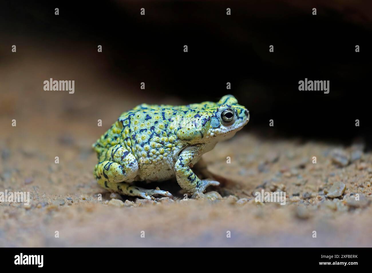 Green dwarf toad, (Anaxyrus debilis), adult, on ground, foraging, alert ...