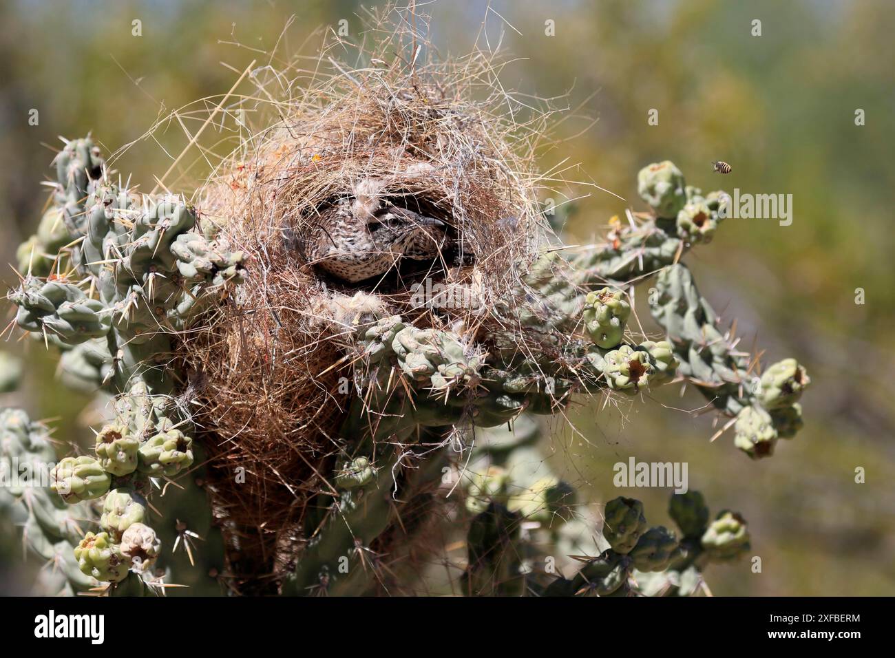 Cactus wren (Campylorhynchus brunneicapillus), adult, on cactus, in ...