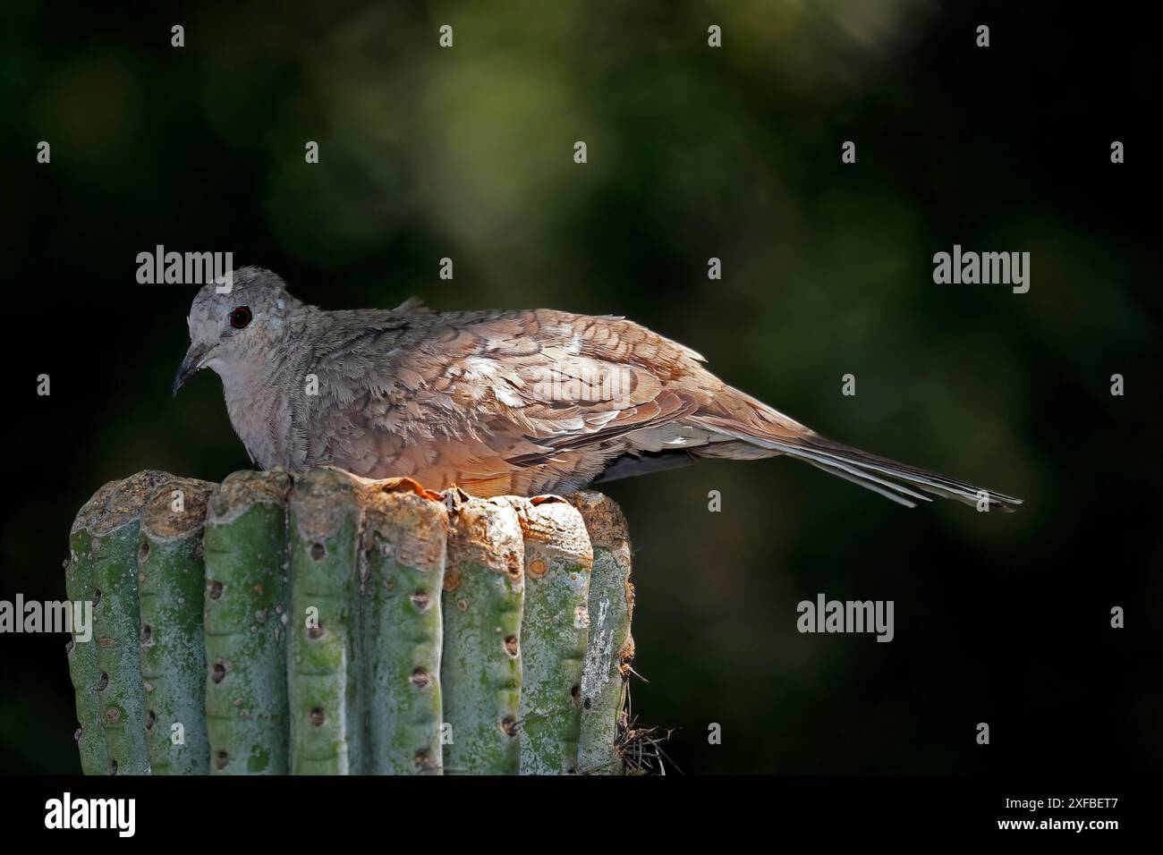 Inca dove (Columbina Inca), adult, on cactus, Sonora Desert, Arizona ...