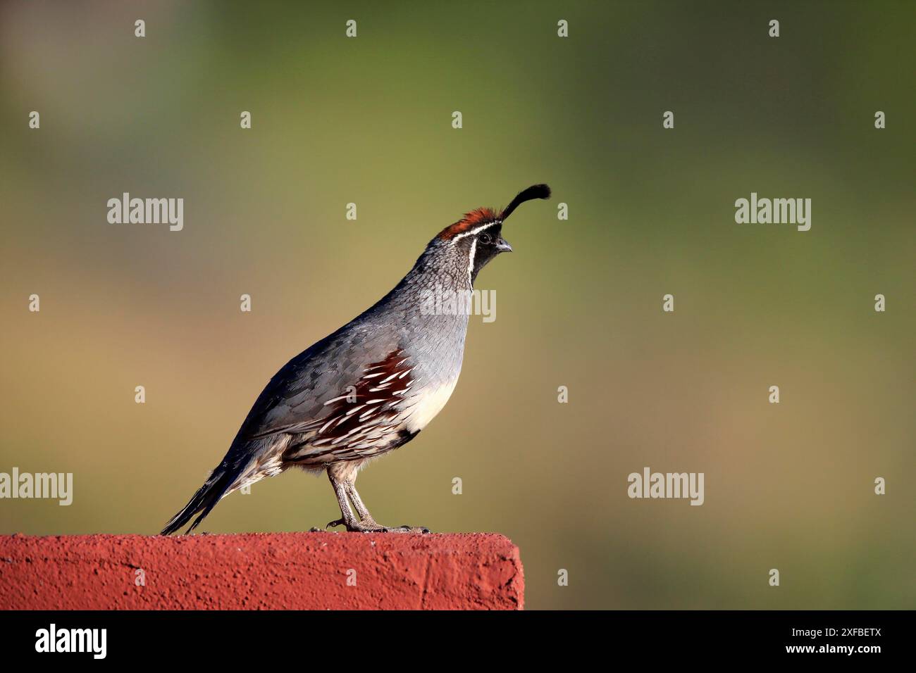 Gambel's quail (Callipepla gambelii), adult, male, alert, Sonoran ...