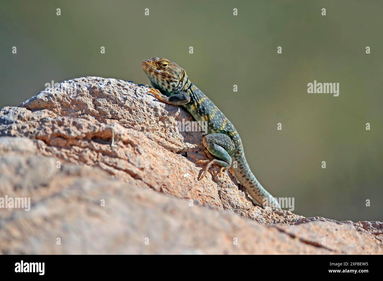 Common collared lizard (Crotaphytus collaris), adult, on rocks ...