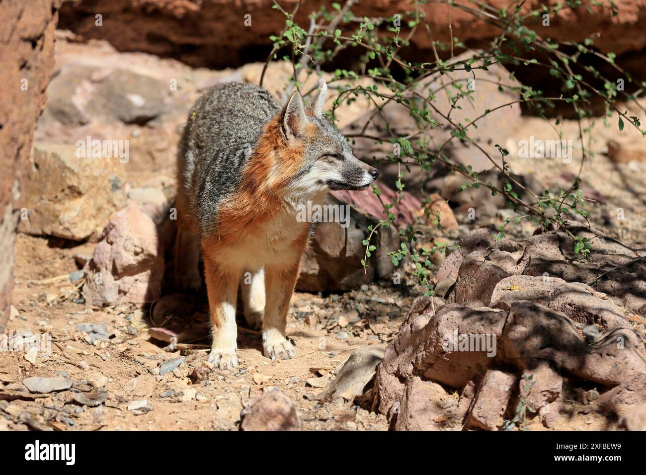 Gray fox (Urocyon cinereoargenteus), adult, alert, Sonoran Desert ...