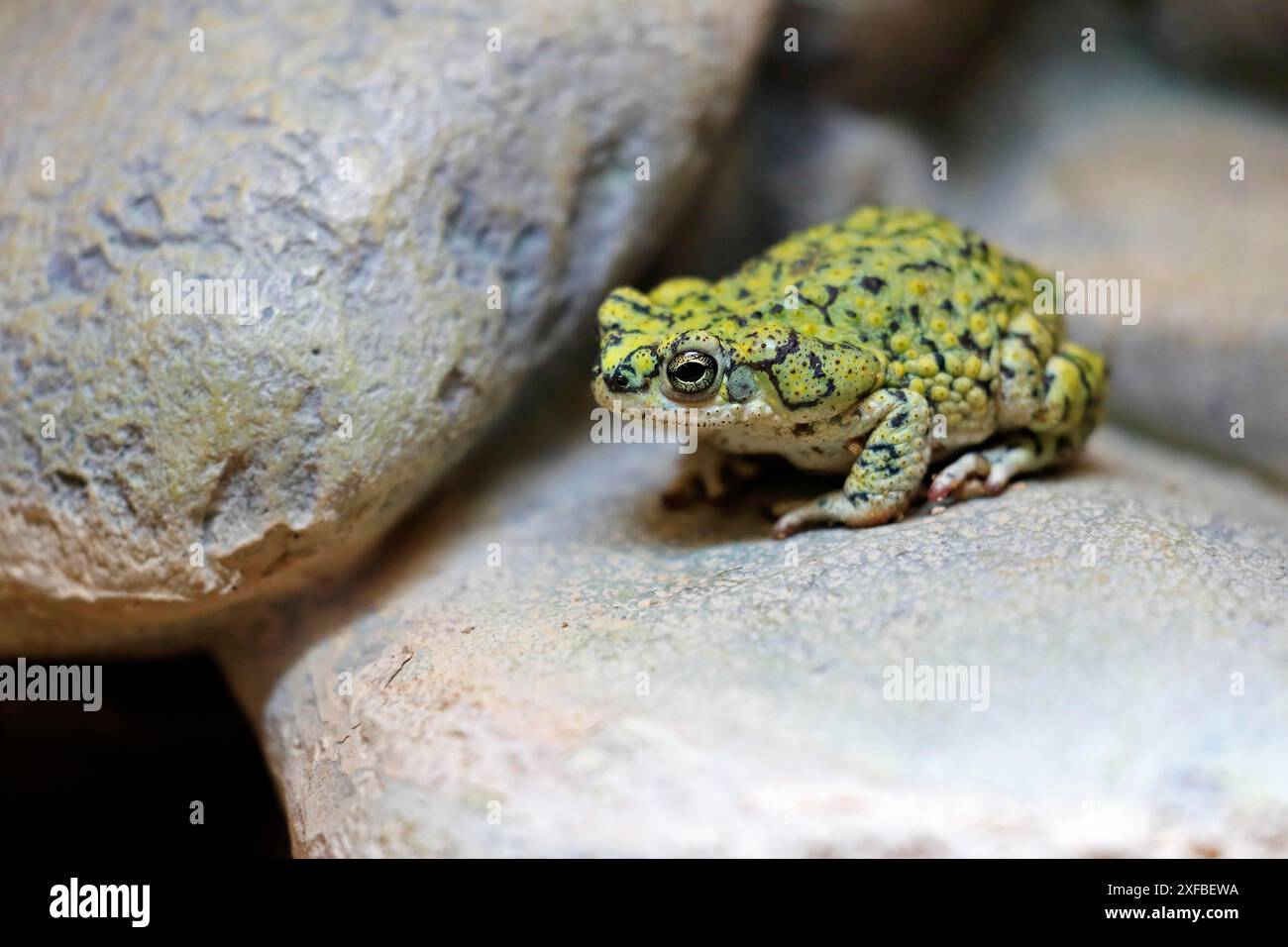 Green dwarf toad, (Anaxyrus debilis), adult, on ground, foraging, alert ...
