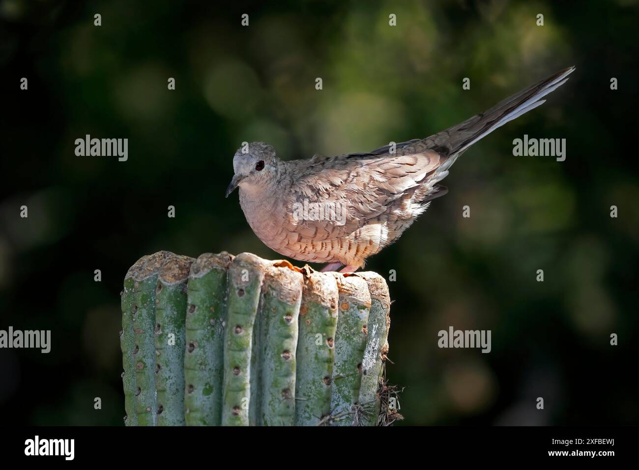 Inca dove (Columbina Inca), adult, on cactus, Sonora Desert, Arizona ...