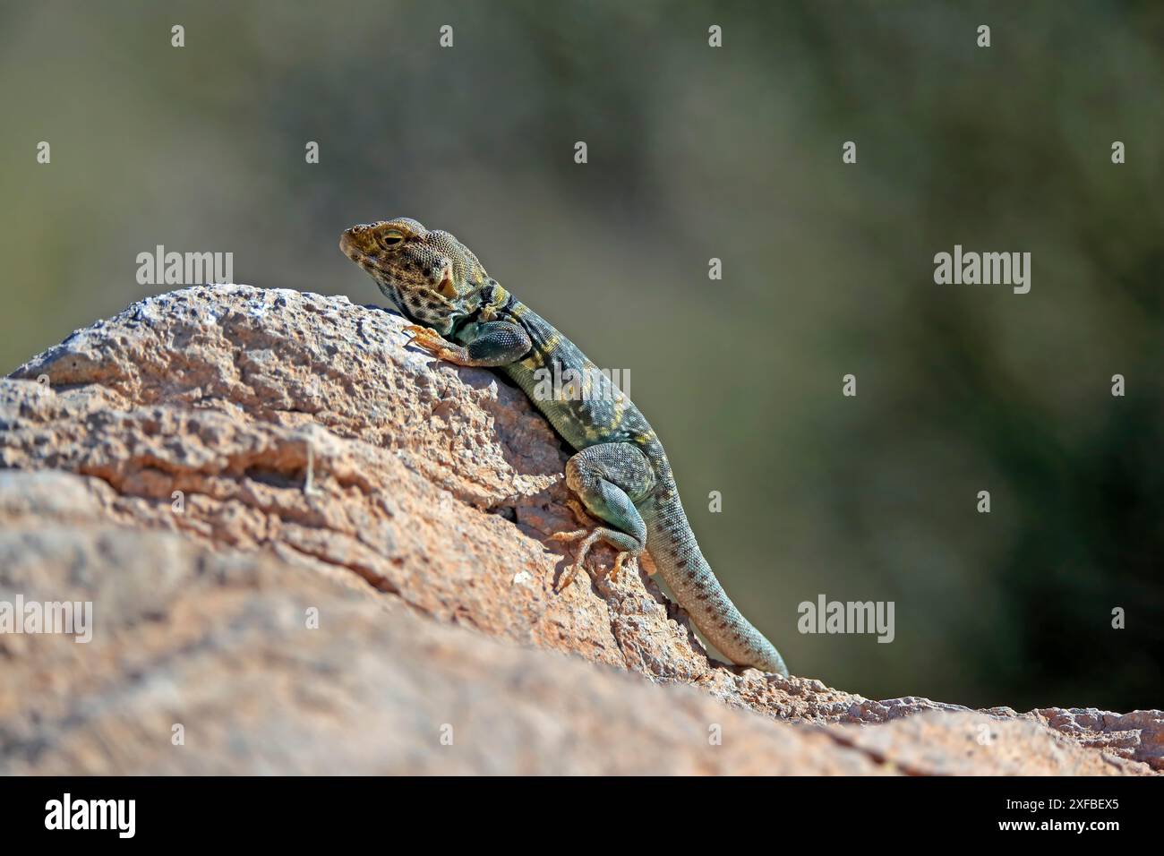 Collared lizard sonoran desert hi-res stock photography and images - Alamy