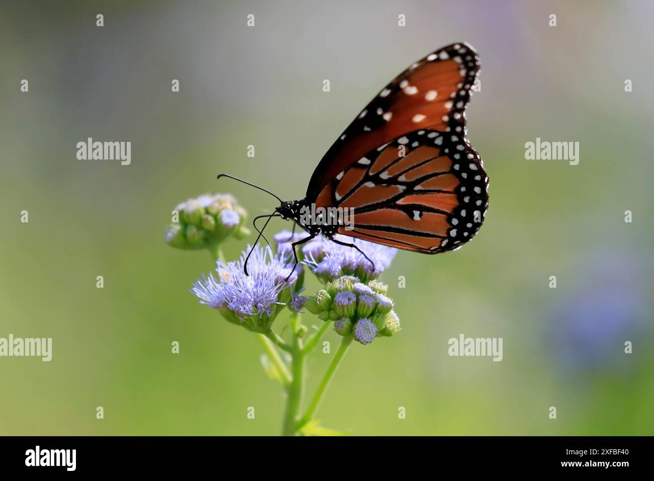 Monarch butterfly (Danaus plexippus), adult, on flower, foraging ...