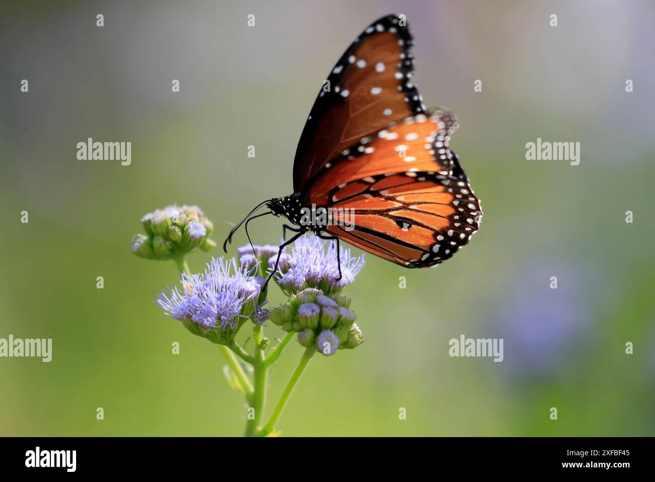Monarch butterfly (Danaus plexippus), adult, on flower, foraging ...