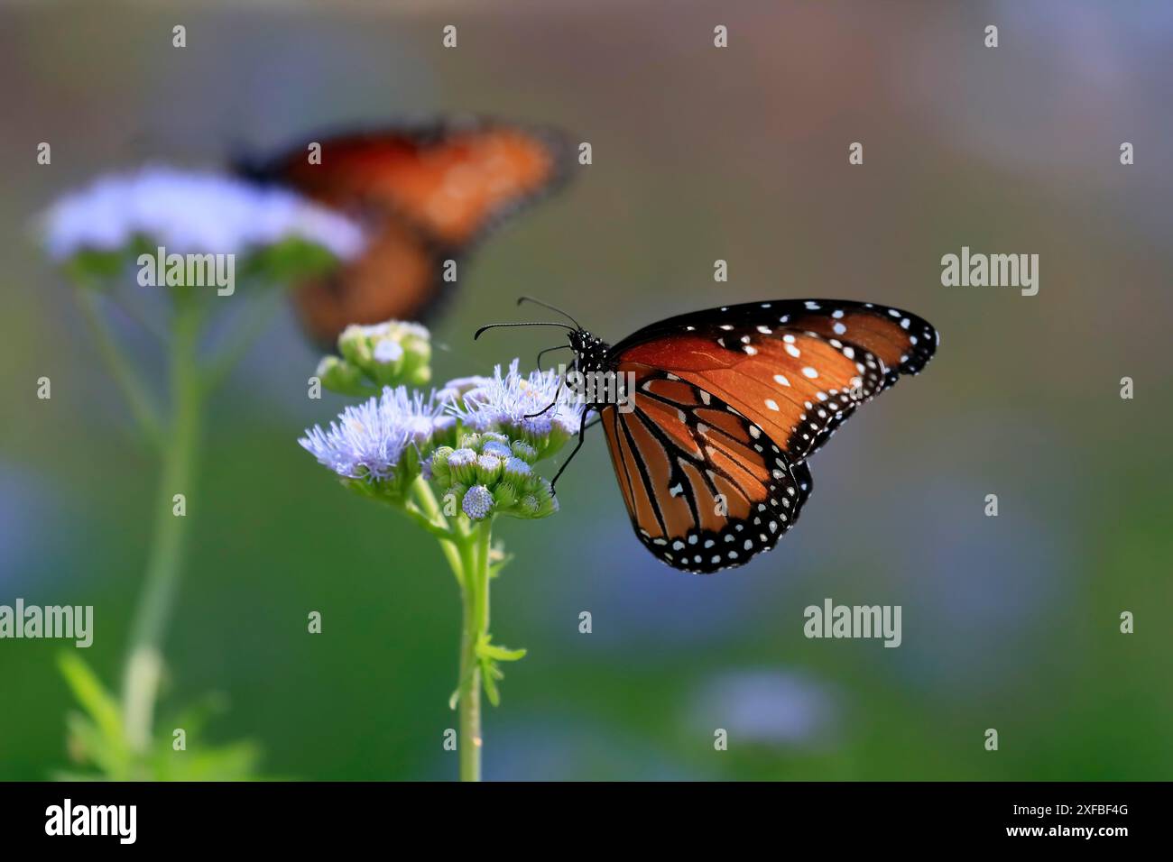 Monarch butterfly (Danaus plexippus), adult, on flower, foraging ...