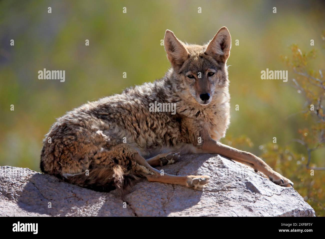 Coyote (Canis latrans), North American prairie wolf, plains wolf, adult ...