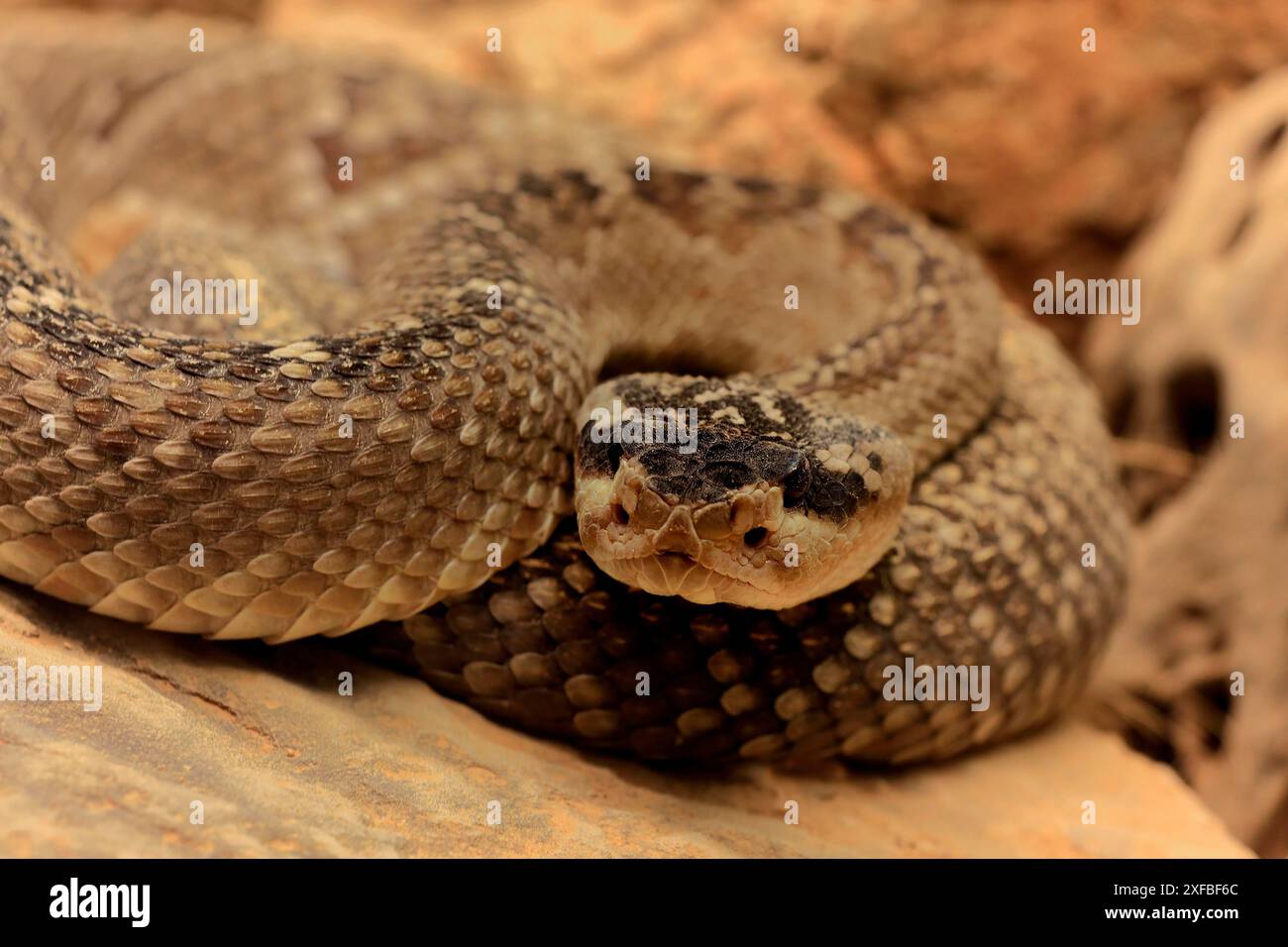 Black-tailed rattlesnake (Crotalus molossus), adult, on rocks, warming ...