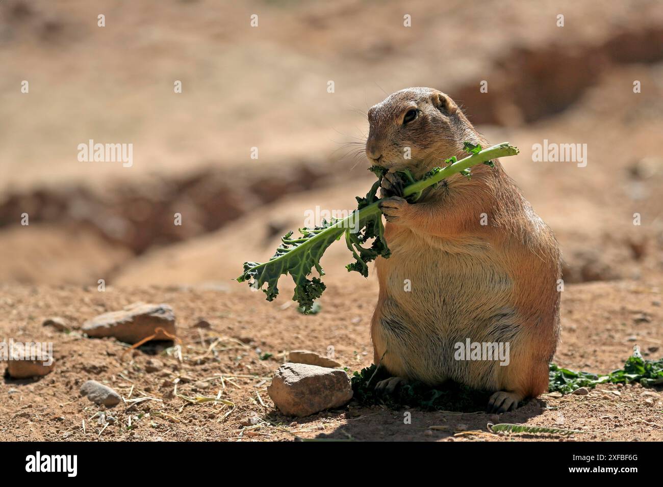 Black-tailed prairie dog (Cynomys ludovicianus), adult, feeding ...